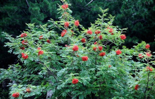 마가목 이용밥법 : 네이버 블로그