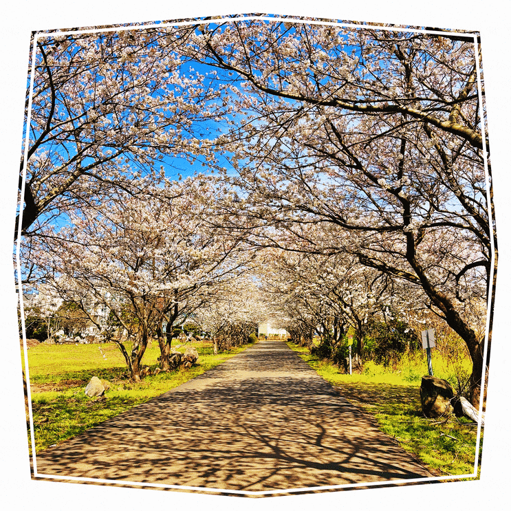 암웨이 두피 관리기로 경험하는 건강한 모발 변화와 비밀 : 네이버 블로그