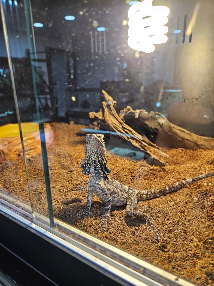 [울산/달동] 파충류샵 디노이드 울산점 / 울산 파충류샵 추천, 도마뱀 분양, 방문후기, 솔직후기 : 네이버 블로그