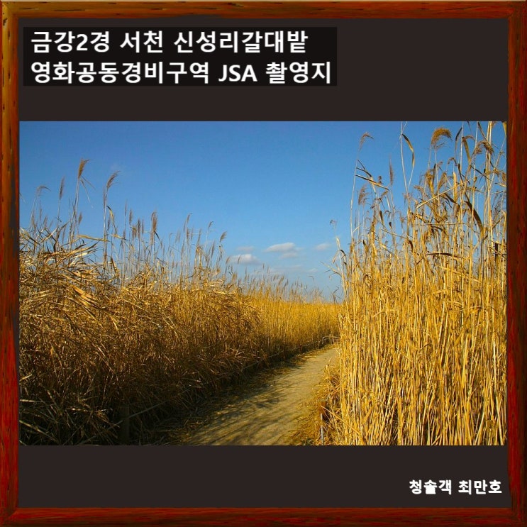 금강2경 신성리갈대밭, 애잔한 가을 서정이 일렁이는 영화 공동경비구역 JSA촬영지/서천가볼만한곳 : 네이버 블로그