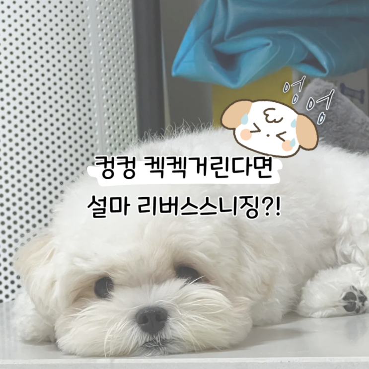 강아지가 숨을 거칠게 쉬는 이유와 리버스스니징 대처법 : 네이버 블로그