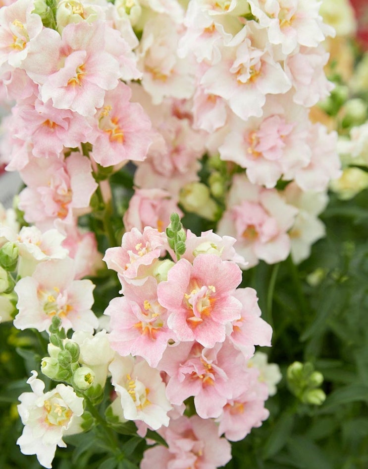 금어초 더블샷 애플블로섬 snapdragon doubleshot appleblossom : 네이버 블로그