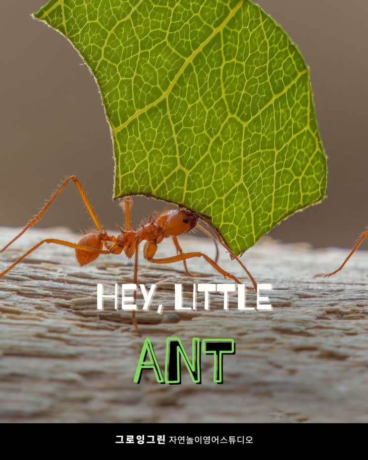 그로잉그린_키즈 영어 원데이 클래스 : 개미 Hey, Little Ant🐜 : 네이버 블로그