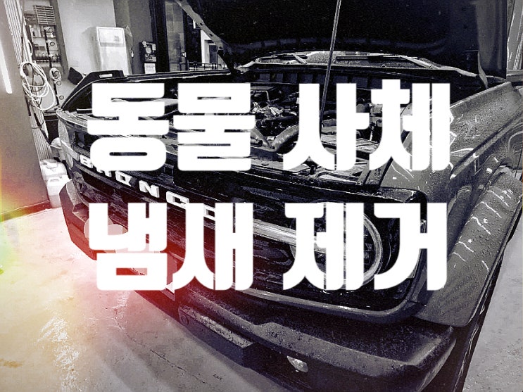 부산 동물 사체 냄새 제거 제네레다 벨트 교체까지 : 네이버 블로그