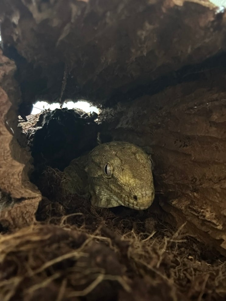 Leachianus GT.Yate : 네이버 블로그