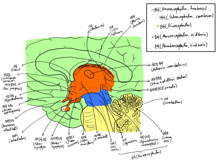 [신경과학] 뇌의 해부학적 구조와 기능-(3) 간뇌(Diencephalon), 중뇌(Mesencephalon), 후뇌 ...