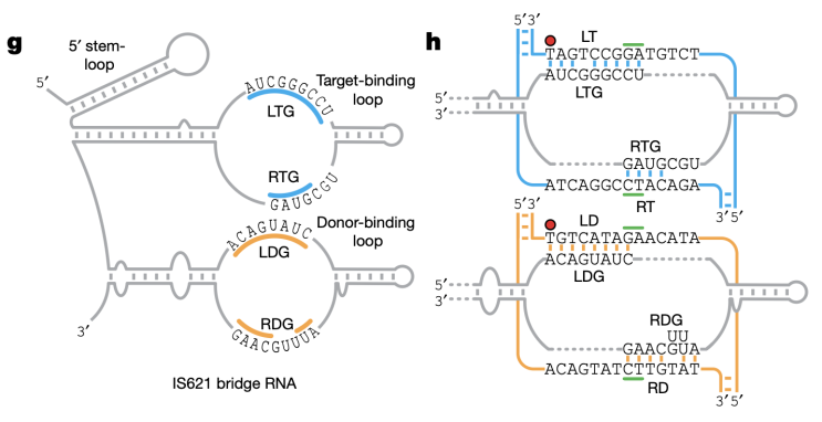 Bridge RNA, Bridge Recombinase 공부 : 네이버 블로그