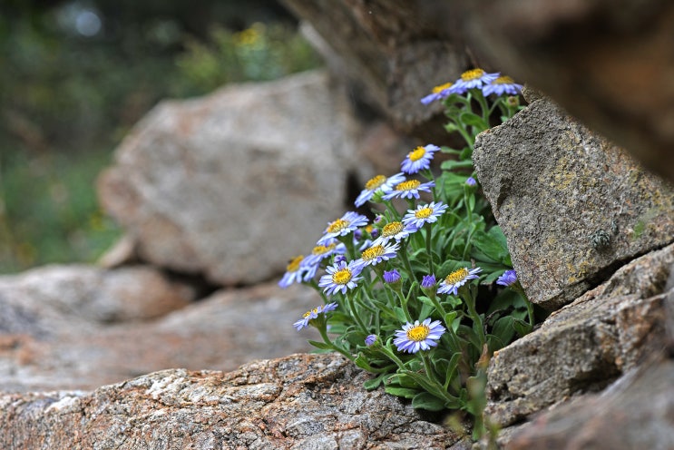 해국 (Seashore spatulate aster) : 네이버 블로그