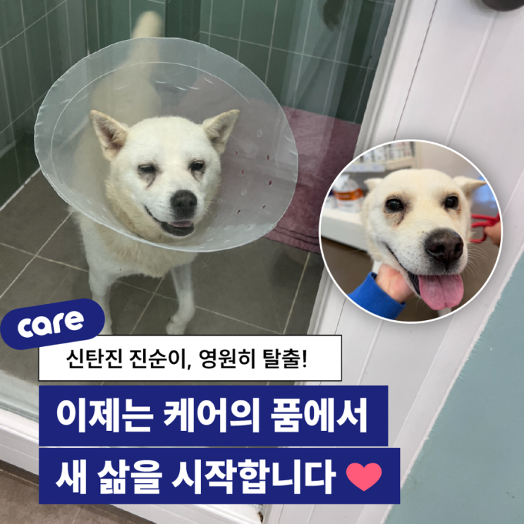 🤩승리!!!🫡 “진순이, 영원히 탈출! 케어의 진순이가 되다!” 👍 동물권단체케어/ care : 네이버 블로그