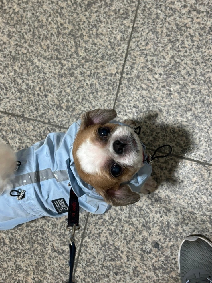 [왓츠인마이블로그] 버저비터 블챌올리기 : 네이버 블로그