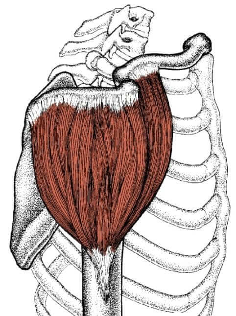 근육학) 어깨세모근 삼각근 Deltoid muscle : 네이버 블로그