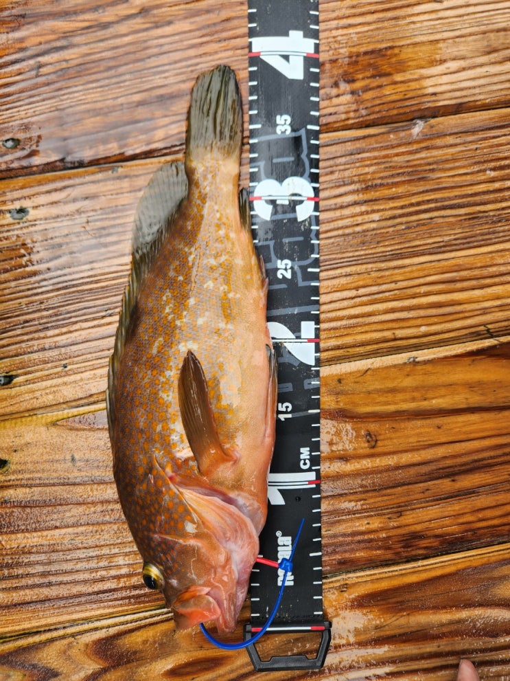 2025. 10, 7. 고흥 외수질 낚시 : 네이버 블로그