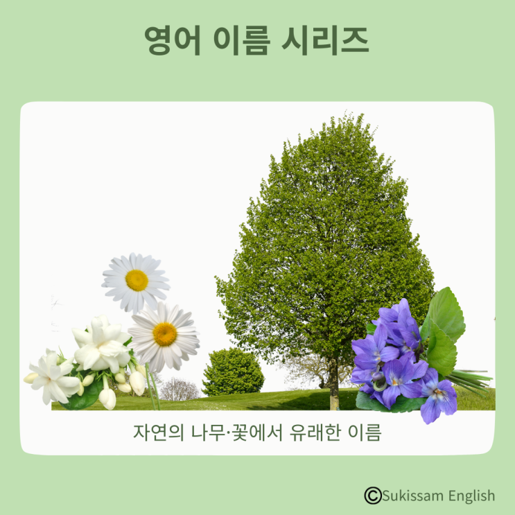 영어 이름 시리즈 ㊽ 자연의 나무·꽃에서 유래한 이름 : 네이버 블로그