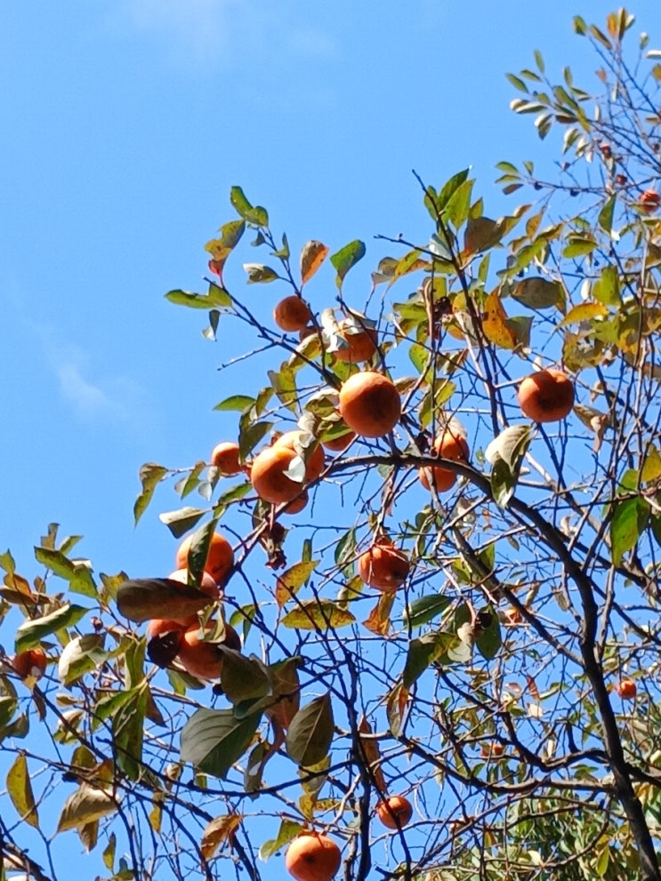 공원길에서 만나는 계절의 모습과 함께 늘 거리두기하고 건강놀이로 행복을 만들어요! : 네이버 블로그