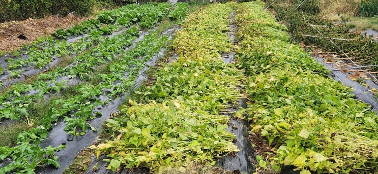 10월17일 들깨 수확 : 네이버 블로그