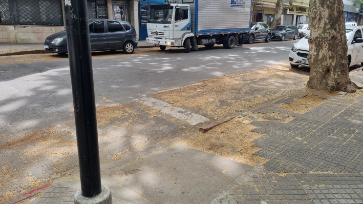 The Spring of Montevideo and the Seed Fluff of the Plane Trees. Rev ...