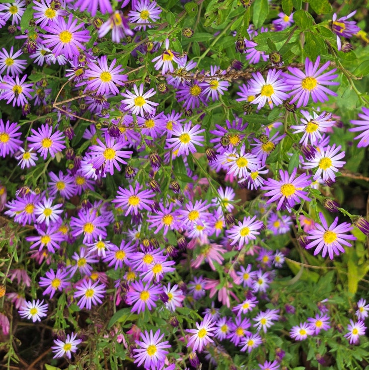 보라색 아스타 국화 (우선국) 국화종류별 꽃말과 의미 : 네이버 블로그