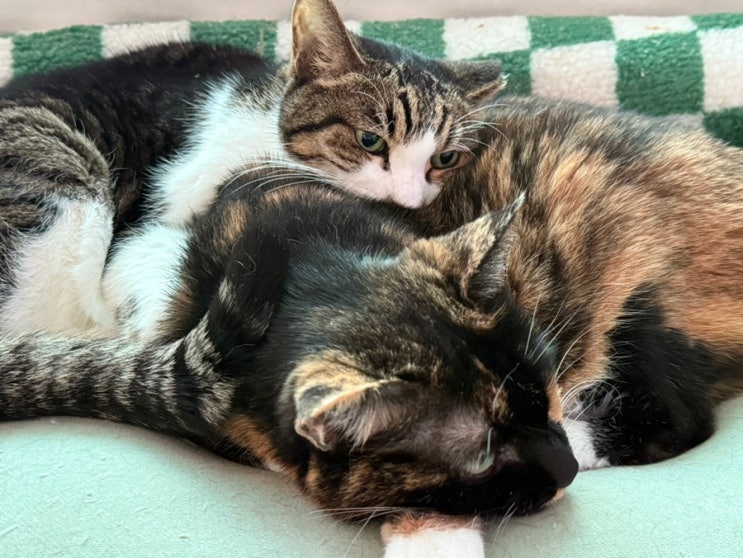 251020_ 보리 엑소좀 줄기세포 18차 시술(고양이 신부전)ckd : 네이버 블로그