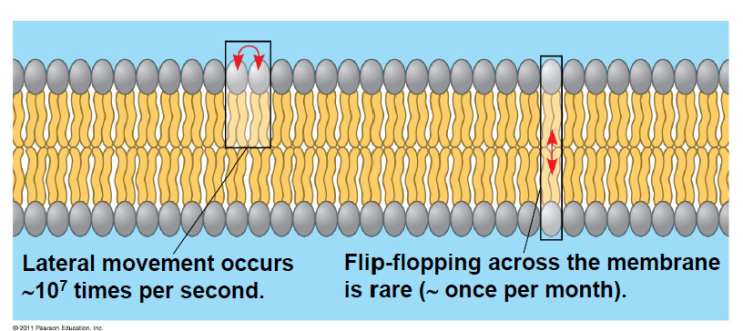 일반생물학 7강: 세포막의 구조와 기능 (Membrane Structure and Function) : 네이버 블로그