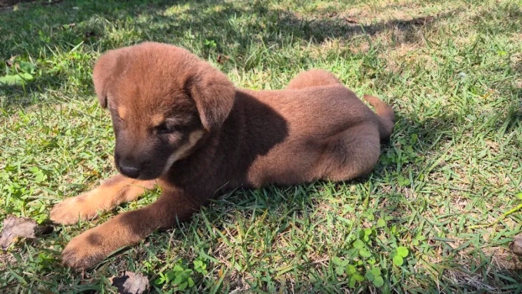 영덕으로간 초코탄 가을이 : 네이버 블로그