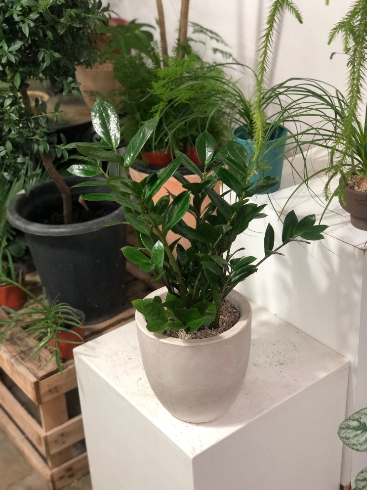 금전수 대전개업화분, 카페화분, 대전대흥동화분, 개업식화분 ,대전은행동화분, 인테리어화분planterfleur[229번 금전수 ...