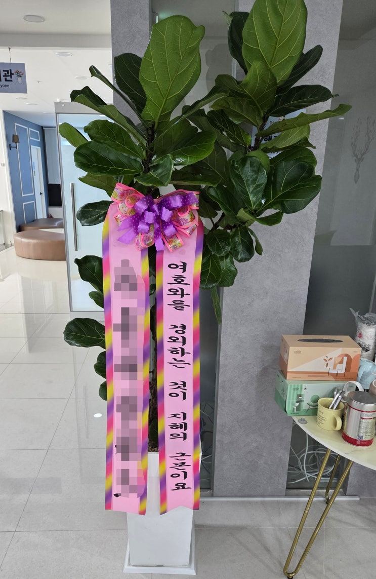 [안산꽃집 플라워마트]새솔동 개업 축하화분 배달 완료! 안산 꽃집/본오동 꽃집/상록수역 꽃집🌿 : 네이버 블로그