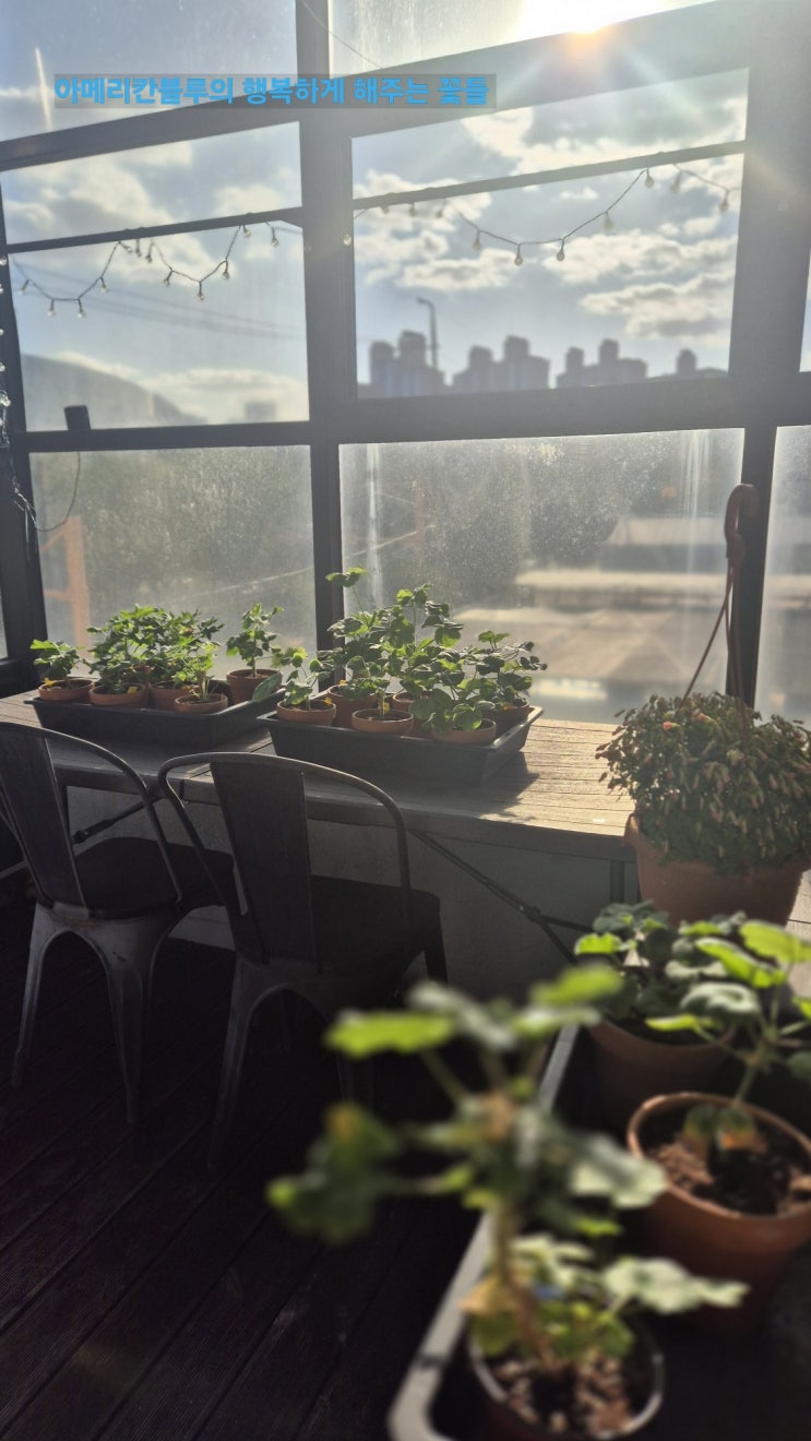 옥상 가드닝 시작 : 네이버 블로그