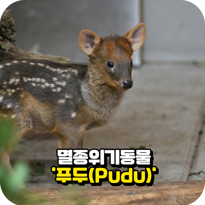 멸종위기동물 푸두(PuDu) 세계에서 가장 작은 사슴 : 네이버 블로그