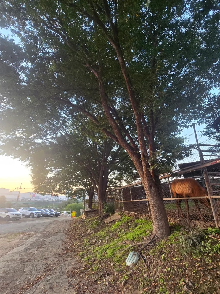 평택 칠괴동 위험목벌목 과 후속작업 연이은4일차 벌목작업 일지 : 네이버 블로그