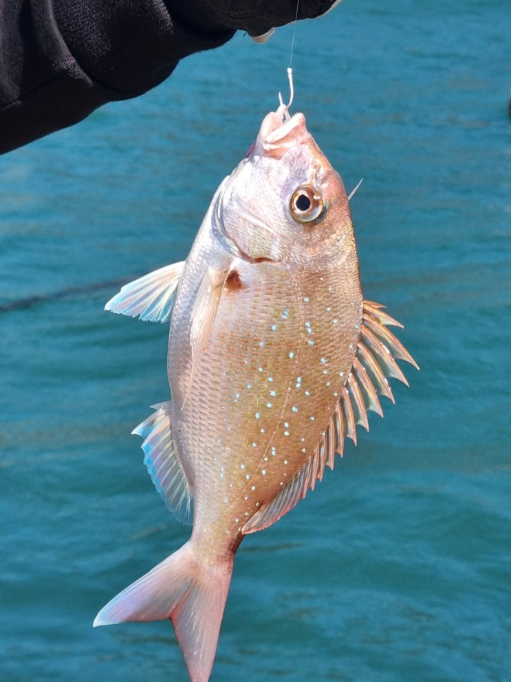 2025 남해 바다낚시 미조면 좌대낚시 설리어촌체험마을 참돔 시즌 손맛 봅니다 : 네이버 블로그