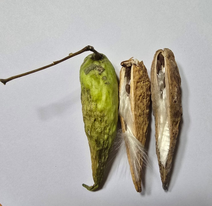 바람 따라 날아간 박주가리 씨앗, 그런데 너무 많이 퍼지면 어쩌지? : 네이버 블로그