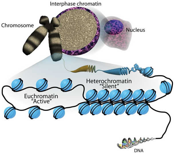 Euchromatin and heterochromatin : 네이버 블로그