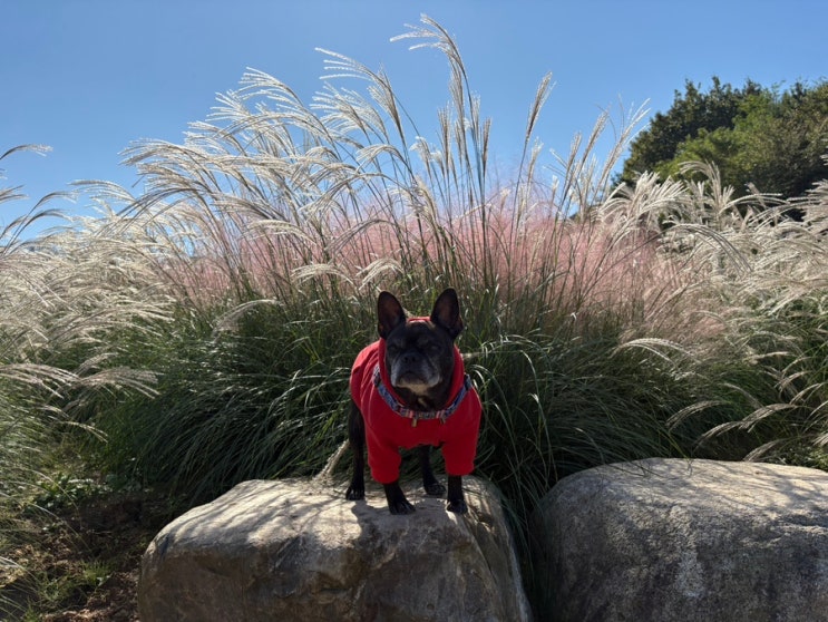 강릉 핑크뮬리 애견동반 가볼만한 곳 호린파크 : 네이버 블로그