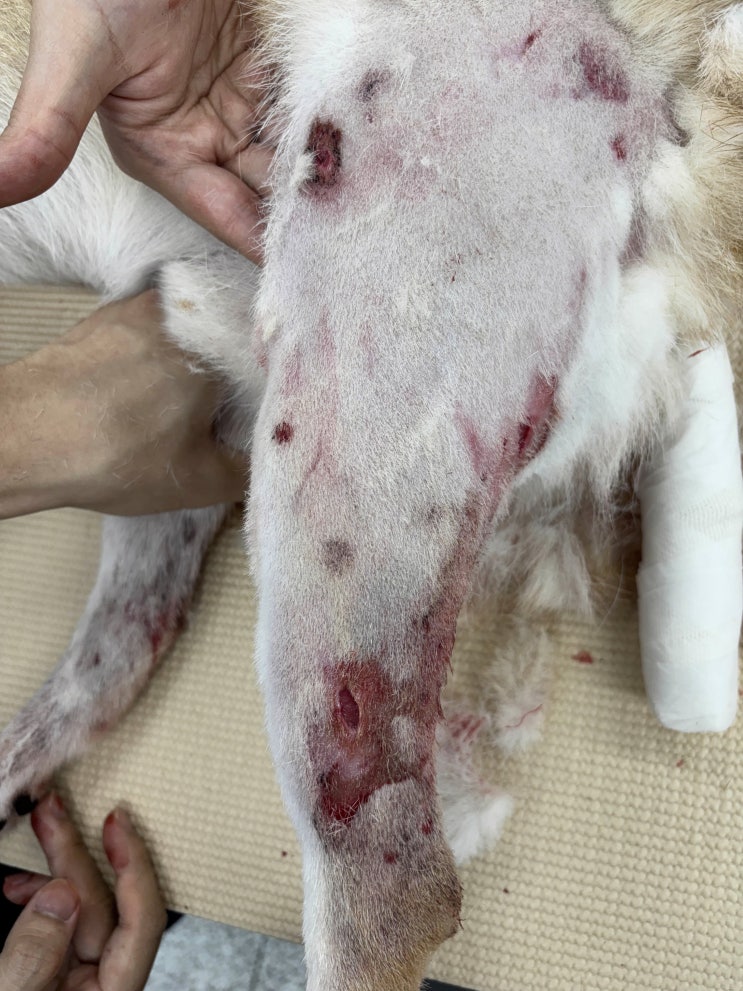 강아지 꼬리 교상으로 단미 수술(Caudectomy)·전신 교상 치료 사례｜재발 막는 환경·행동 관리까지 : 네이버 블로그