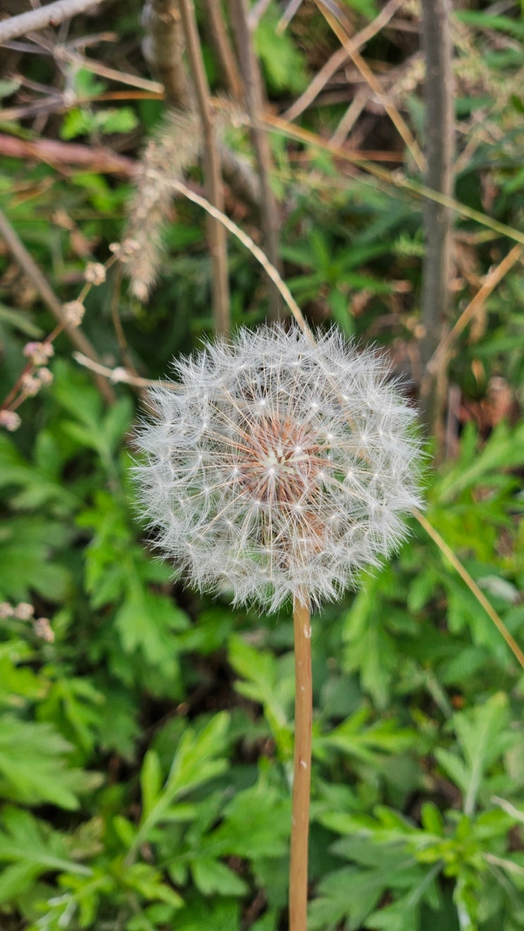 어픈농 늦가을 밭 : 네이버 블로그