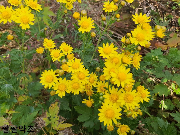 노인 어지럼증 원인 알고 꼭 관리하세요 : 네이버 블로그