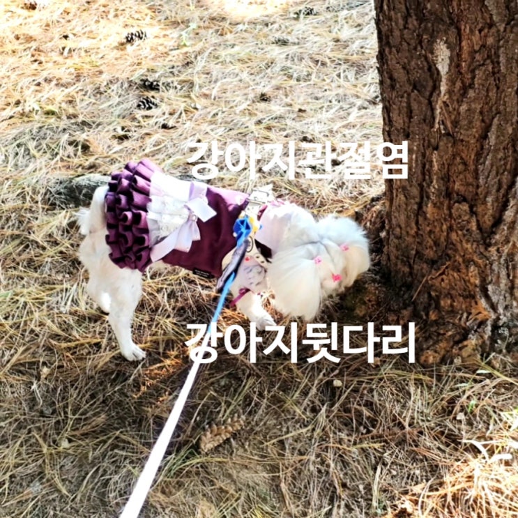 퇴행성 관절염 강아지, 뒷다리 통증 완화엔 근적외선 조사기가 효과적이에요 : 네이버 블로그