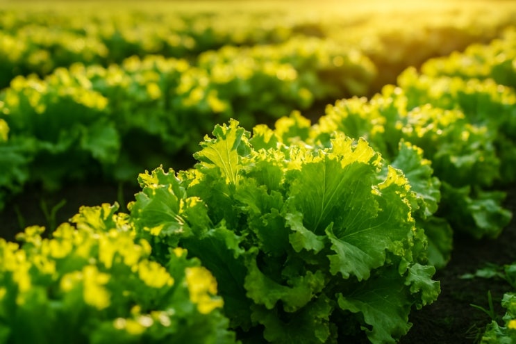 🥬 상추 영양성분과 효능, 칼로리 및 부작용 총정리 : 네이버 블로그