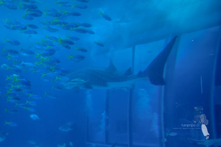오키나와 츄라우미 수족관 입장료 북부 여행코스 : 네이버 블로그