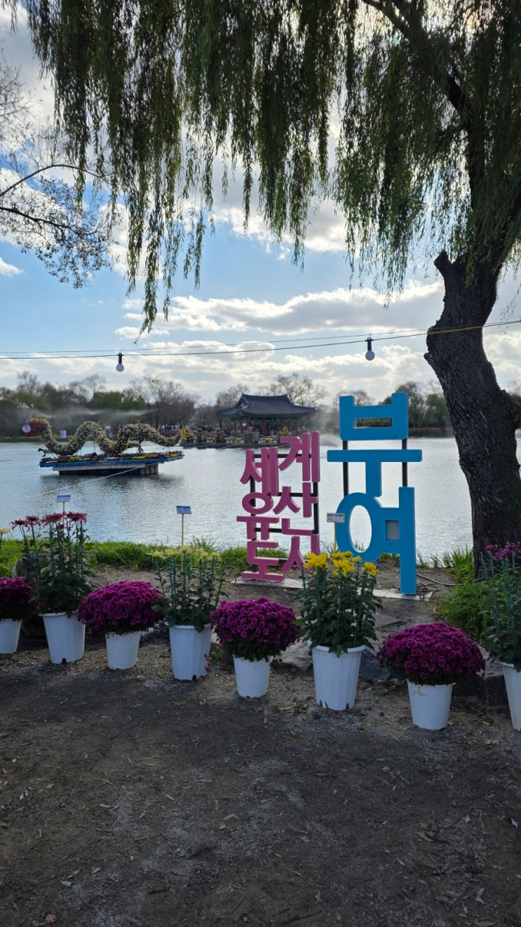 [20251102] [한달살러] 부여 2주살이 상상위크 3기 ( 포토이즘, 배롱나무, 이만 총총31, 세간책방, 스튜디오 부여, 억세밭, 부여국화축제 ) : 네이버 블로그