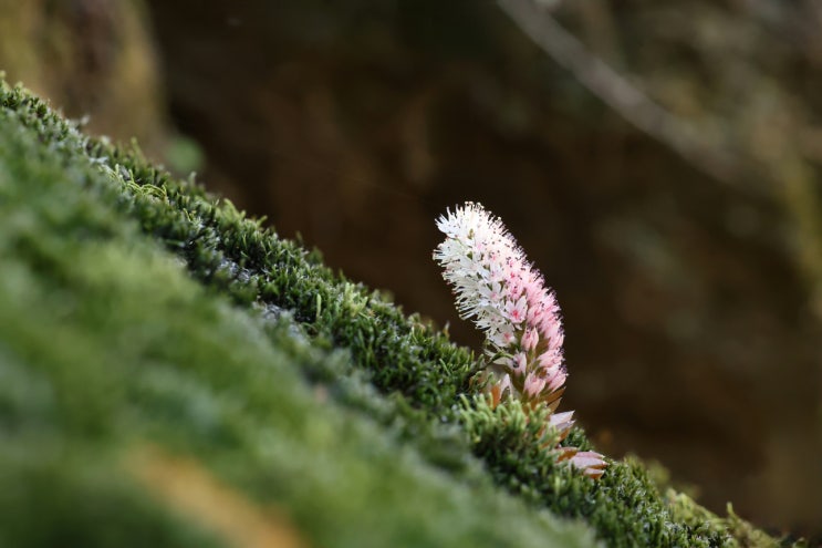 좀바위솔 [꽃동네] : 네이버 블로그