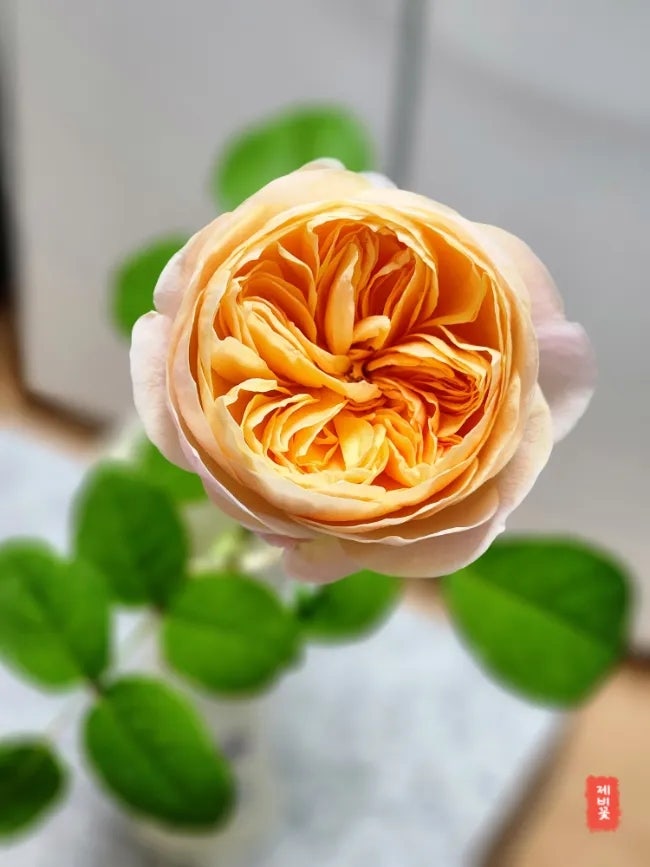 줄리엣 장미가 가장 이쁠 때 가지가 꺾였어요. 웨딩 장미 줄리엣 Wedding Rose Juliet : 네이버 블로그