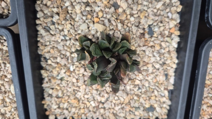 [덕친이] 식구 늘린 하월시아 다육이 소개 (하월시아sp) : 네이버 블로그