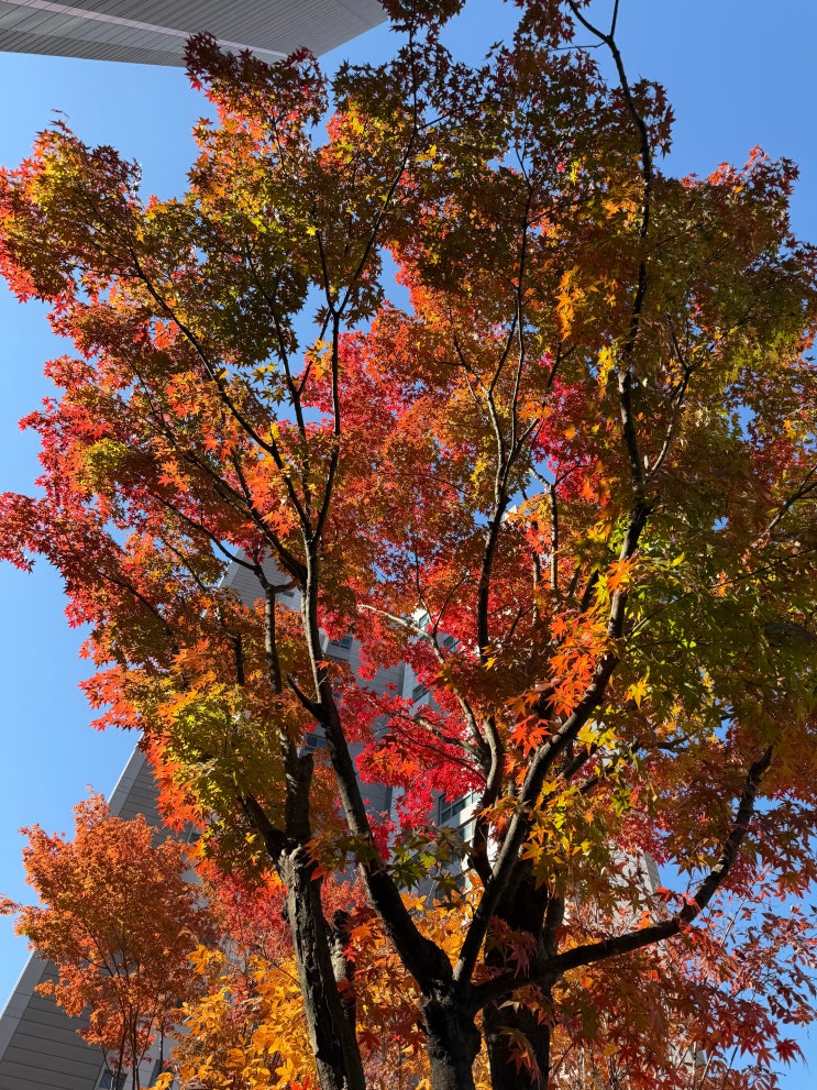 마지막 가을, 다가온 초겨울 : 네이버 블로그