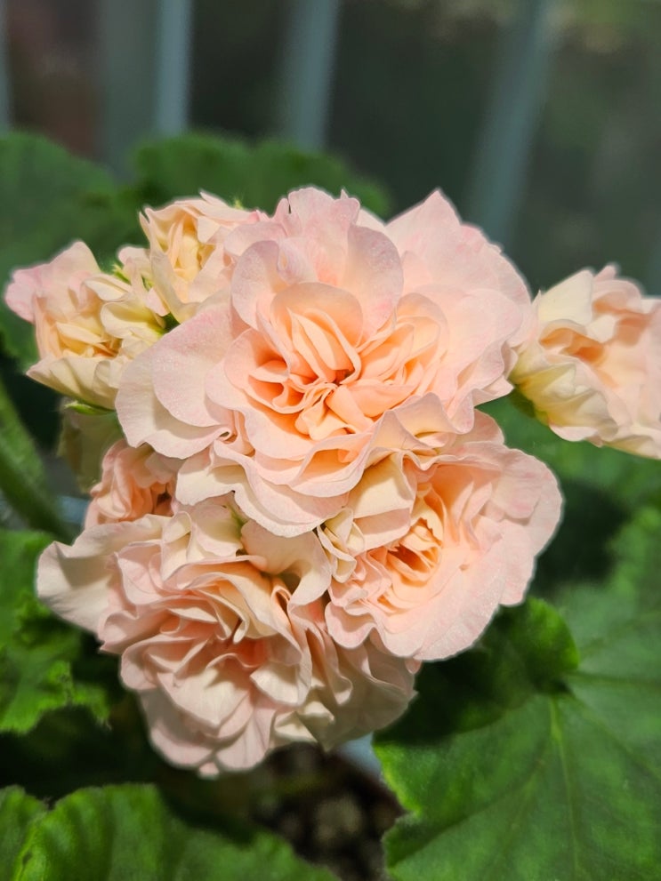 Uniq 엔젤릭 : 네이버 블로그