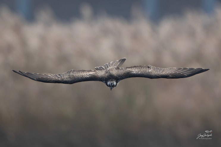 물수리 : 네이버 블로그