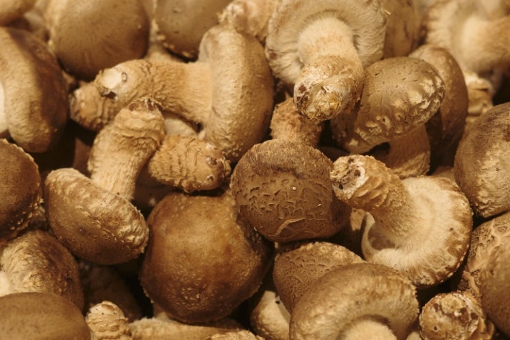 송화버섯의 효능 : 네이버 블로그