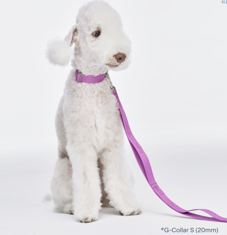 Wish list for a dog collar & leash : 네이버 블로그