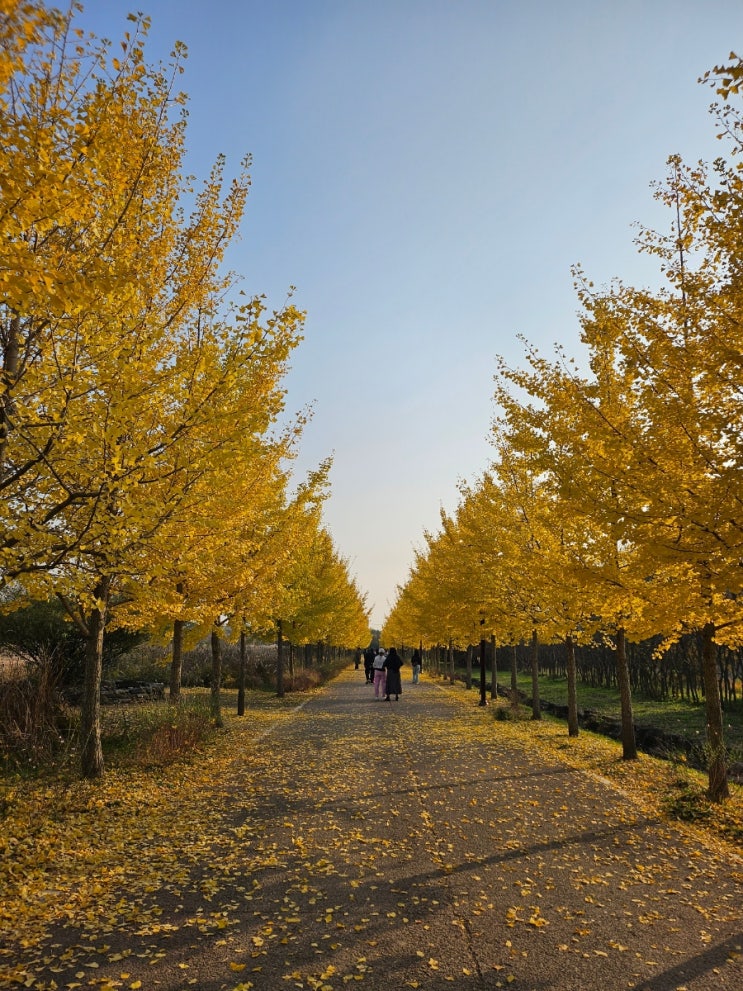 인천 드림파크 야생화단지 251107 : 네이버 블로그