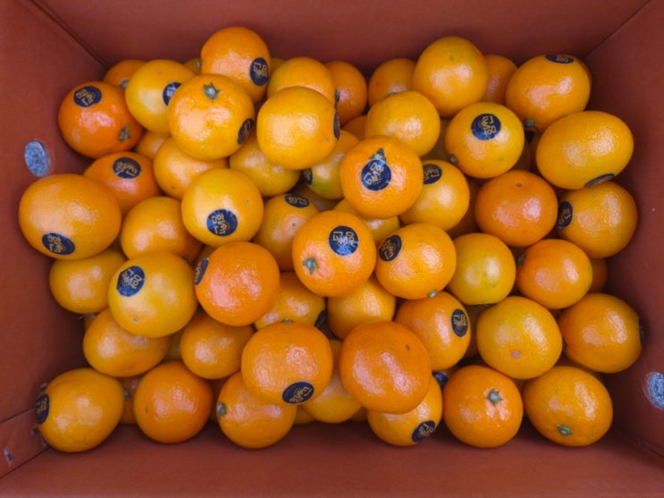 고품격 프리미엄밀감 제라진 귤🍊 : 네이버 블로그